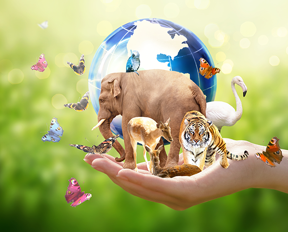 Generous Gift Establishes Institute for Animal Sentience and Protection